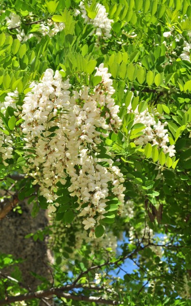 Jacques Piquée : Le robinier faux-acacia